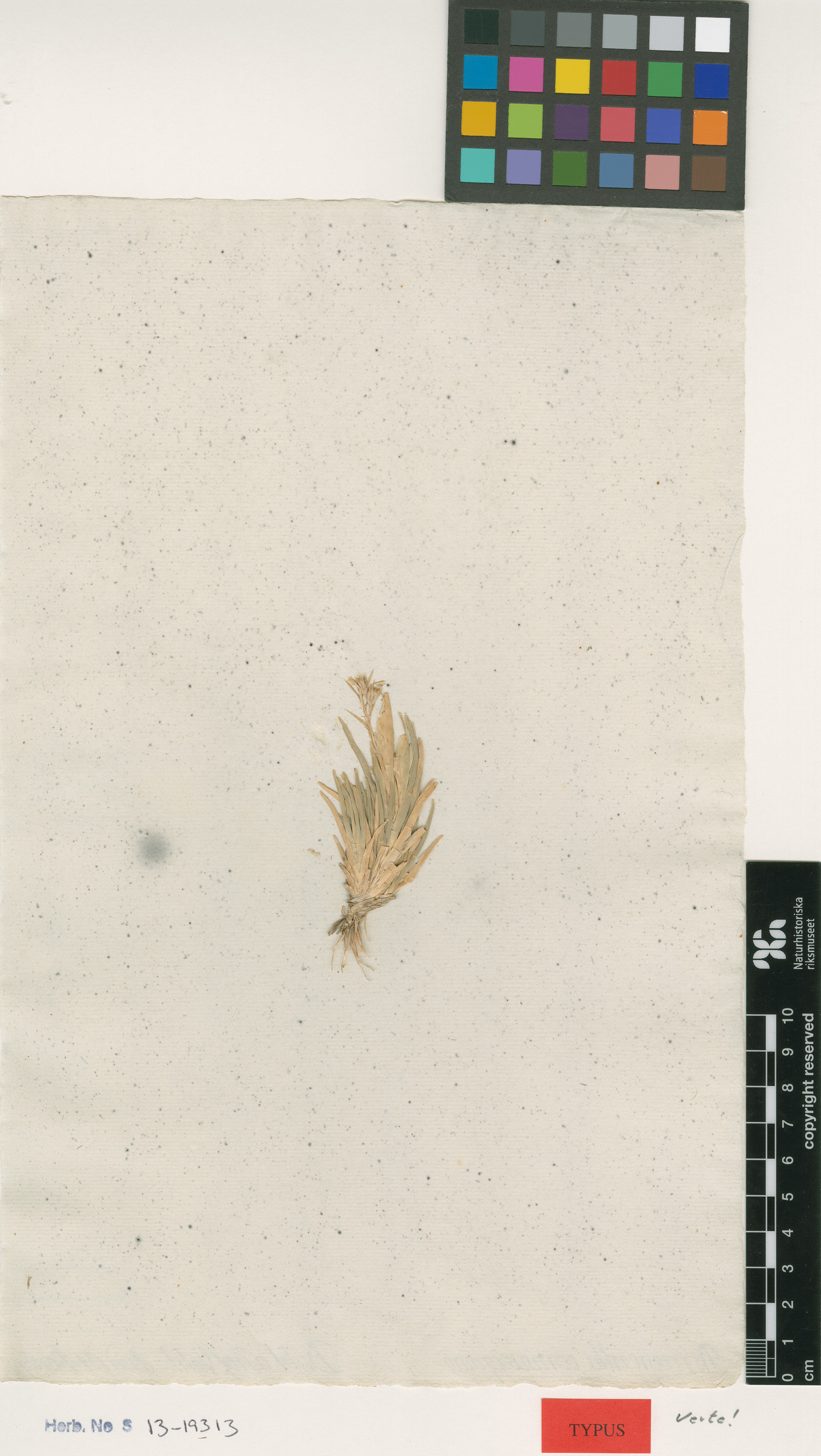 Herbarium Catalogue (S) -- Image of S13-19313